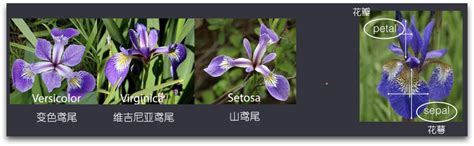 Lesson 1机器学习基本概念与建模流程