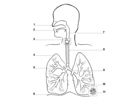 The Lungs Diagram Quizlet