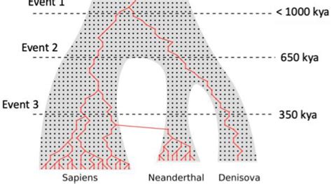 The Genomic Timeline Of Becoming Homo Sapiens