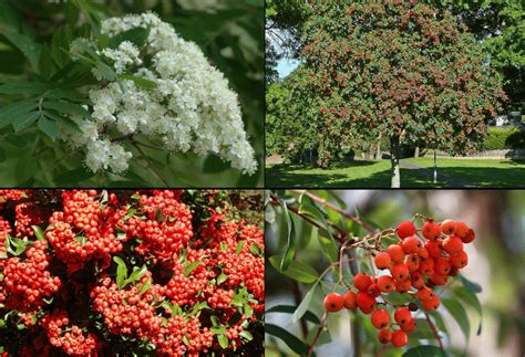 Tree Flower Leaf And Fruit Structure Of Sorbus Aucuparia Url 211