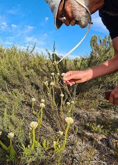 Webinar Plant Taxonomy The Botanical Society Of South Africa