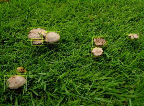 yolov5 end to end object detector project on custom dataset by amal laouaj nozieres tds