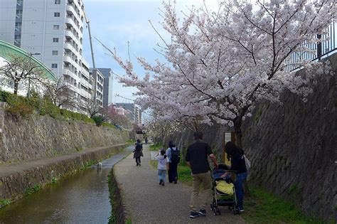 路地裏桜2024堀川遊歩道 KYOTO路地裏散歩道