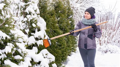 Winter Tree Care Tips Tree Service By Ricky Vincent