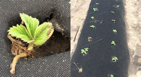 Как правильно сажать клубнику осенью для хорошего урожая Главные секреты