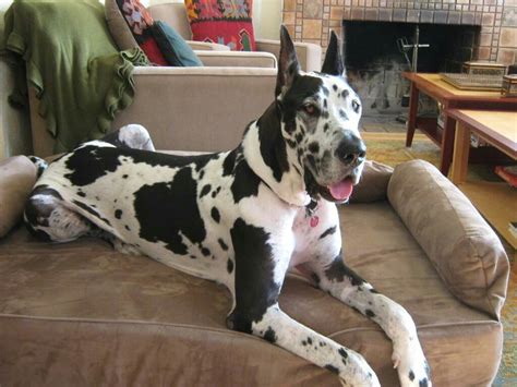 Great Dane Mix Dalmatian Mixerxg