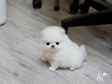 Tiny Micro Teacup Pomeranian Puppies For Sale In Rockhampton Queensland