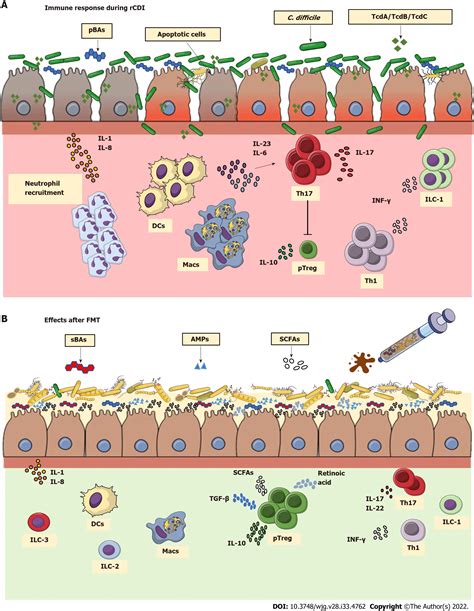 The Biochemistry Of A C Difficile Infection C Difficile Infection