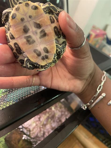 Are They Too Young To Determine The Sex Rturtle