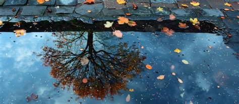 Premium Photo Tree Reflection In Water