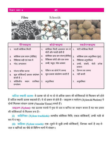 कक्षा 9 विज्ञान उत्तक नोट्स Pdf Hindi Medium अगलासेम