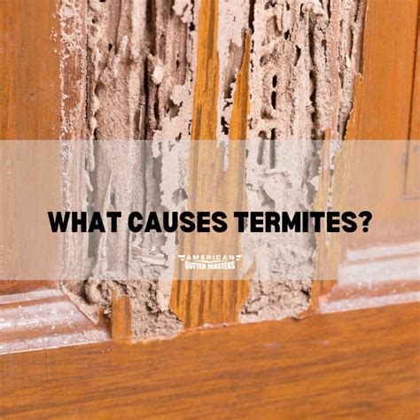 What Causes Termites