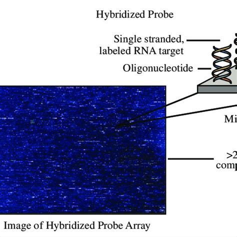 Oligonucleotide Chips Genechip Probe Arrays Download Scientific Diagram