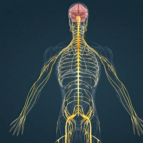 Premium Photo Central Nervous System Brain And Spinal Cord