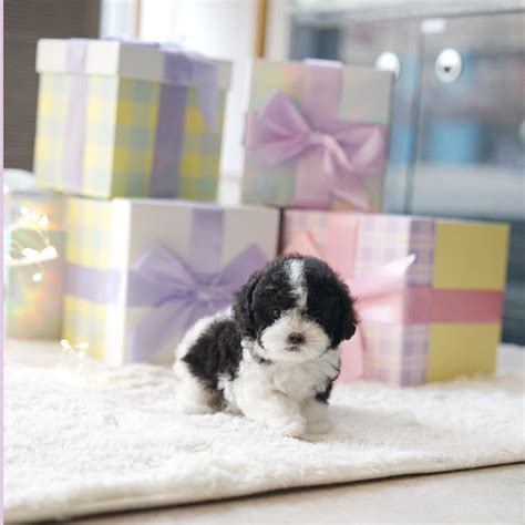 토이푸들 강아지분양 유어펫 푸들 애견분양