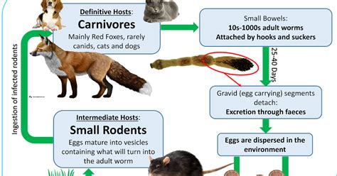 Bond Md Experience Echinococcus Multilocularis Life Cycle Made By Jeremy Ho