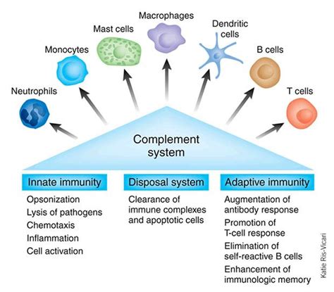 Complementsystem Immune System Nursing Medical School Studying