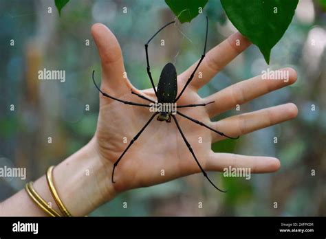 Golden Orb Web Spider Nephila Pilipes On Human Hand Raja Ampat Western Papua Indonesian New