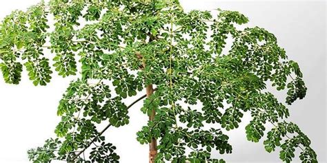 learn about moringa and its benefits pritish panja posted on the topic linkedin