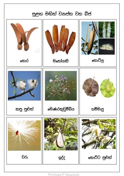 Printcare Online සුළඟ මඟින් ව්‍යාප්ත වන බීජ 🌱 Facebook