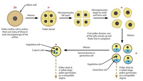 62 Gametogenesis Biology Libretexts