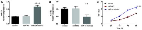 mir 31 promotes colon cancer cell proliferation via repressing satb2