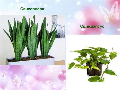 Уход за комнатными растениями презентация онлайн