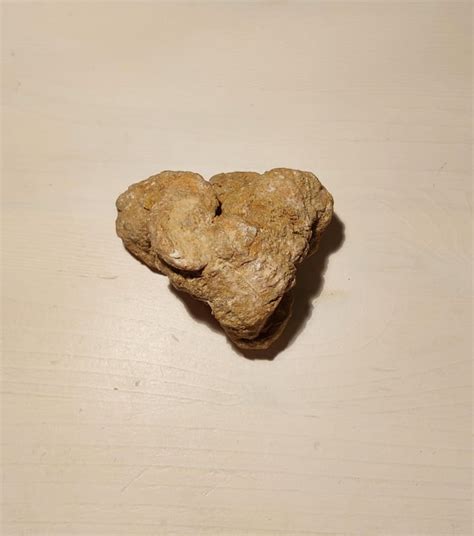 Is This A Coprolite R Fossilid