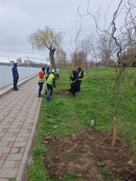 Program Plantări Municipiul Tulcea Peste 300 De Puieți De Arbori