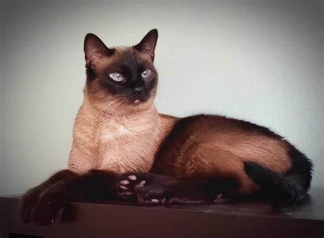 Paul Ramsey On Linkedin Tags And Postgres Arrays A Purrrfect