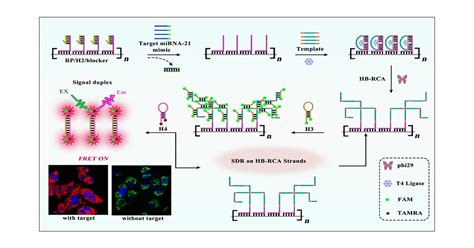 Ultrasensitive Fluorescence Detection And Imaging Of Microrna In Cells