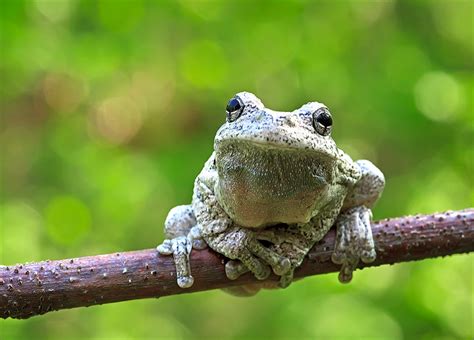 Gray Treefrog Hyla Versicolor Patrick Zephyr Photography