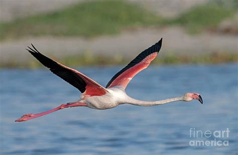 Greater Flamingo In Flight By Science Photo Library