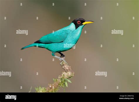 Green Honeycreeper Chlorophanes Spiza Male On Branch Boca Tapada