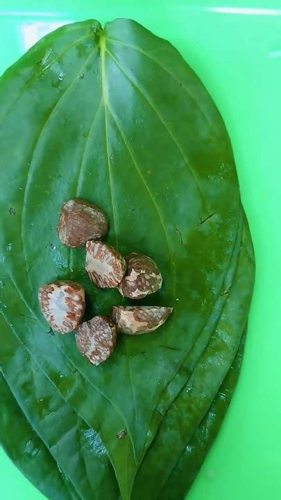 බුලත් විට බුලත්විට කුල්ටි Shorts Viral Bulathvita Srilanka Youtube