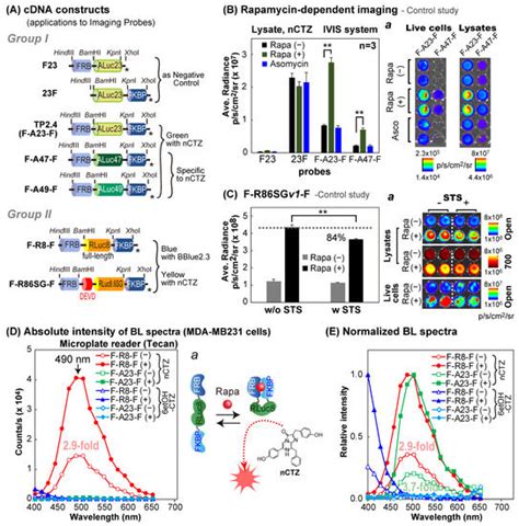 Sensors Special Issue Bioluminescence Imaging And Sensing Applications In Basic And Applied