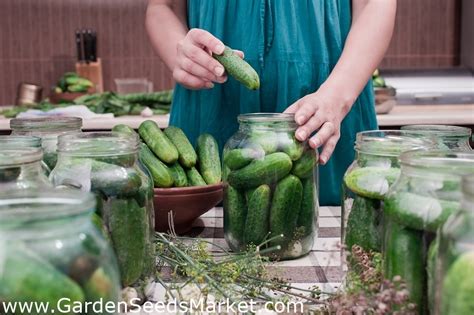 Krastavac Od Krastavaca Octopus Traka Za Sjeme Cucumis Sativus Sjemenke Garden Seeds