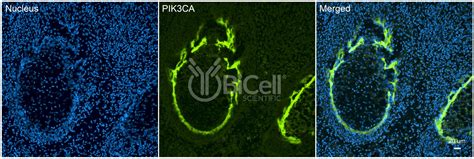 Pik3ca Pi3k Alpha Or P110 Alpha Antibody Bicell Scientific®