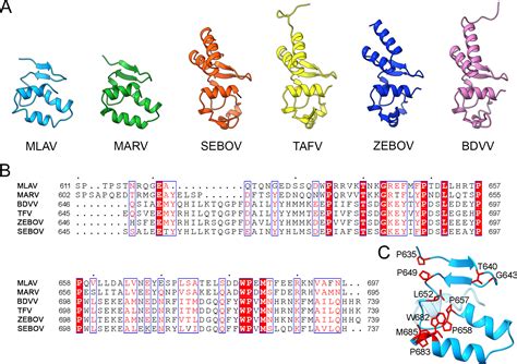 Structural Insights On The Nucleoprotein C Terminal Domain Of Měnglà Virus Microbiology Spectrum