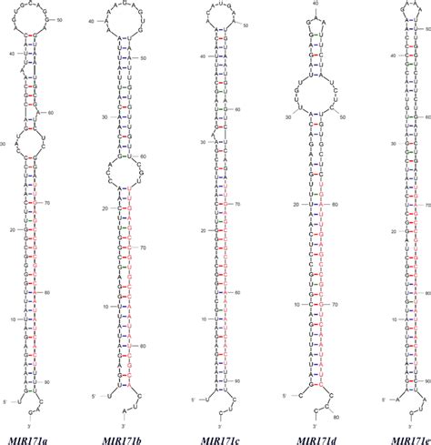Stem Loop Secondary Structures Of Mir171 Genes Of L Kaempferi