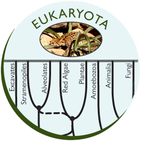 Three Domains Of The Genetic Tree Of Life Museum Of Natural History Science