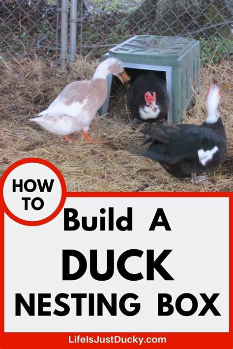 Nesting Boxes For Ducks How To Make Your Own Nesting Boxes Duck Coop Chickens Backyard