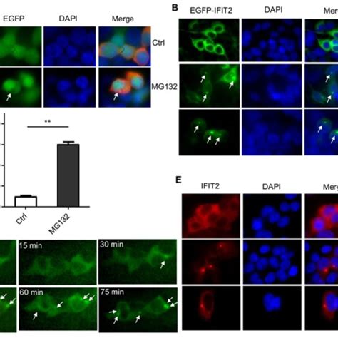 Proteasome Activity Inhibition Led To The Aggregation Of Ifit2 In