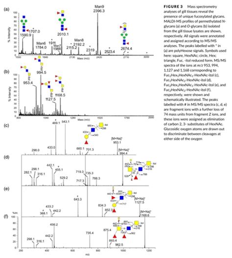 Macrobrachium Rosenbergii Nodavirus Virus Like Particles Attach To Fucosylated Glycans In The
