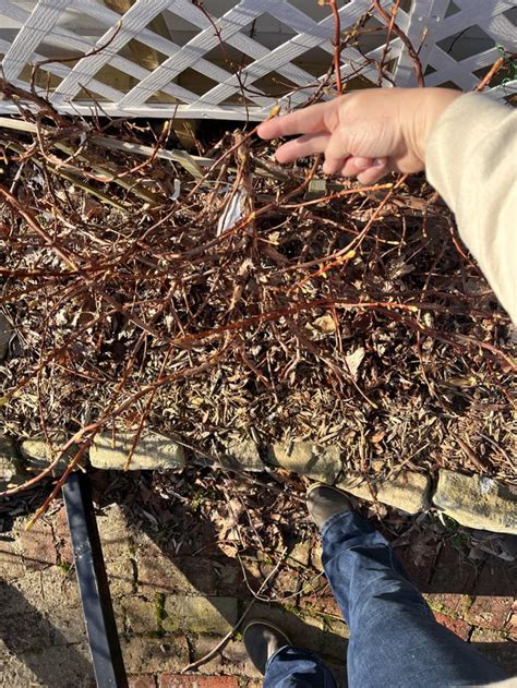 Climbing Hydrangea Pruning R Gardening
