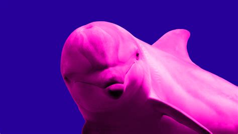 tips for upgrading to from mysql 5 7 to mysql 8 severalnines