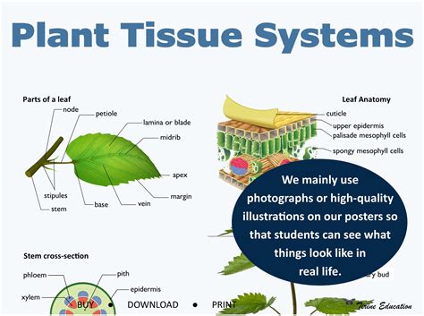 Plant Tissue Systems Poster Educational Science Poster Biology