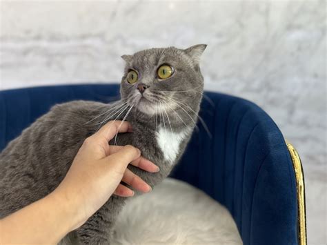 스코티쉬폴드 소라 샴분양가격 셀커크렉스분양가격 스코티쉬폴드분양가격 스핑크스분양가격 아메리칸숏헤어분양가격 아메리칸컬분양가격 아비시니안분양가격 엑조틱분양가격 터키시앙고라분양가격