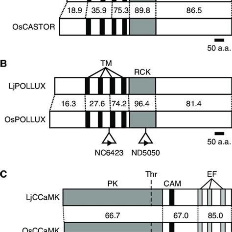 Summary Of The Cross Species Complementation Tests The Results Of