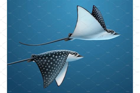 Stingray Drawing At Richard Thurmond Blog